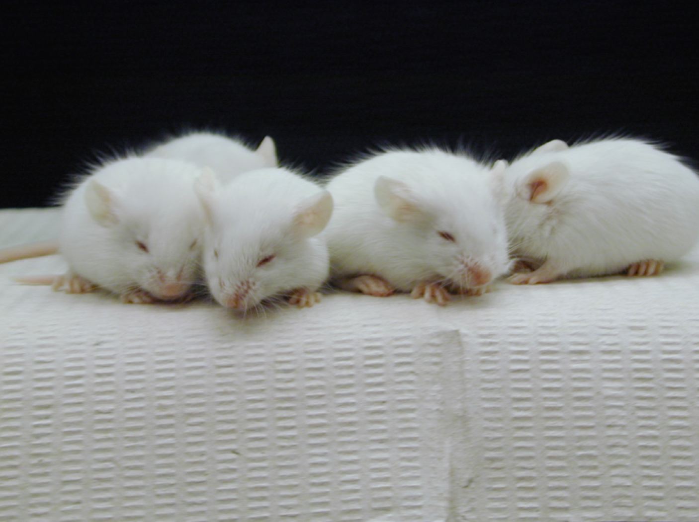 QTL mapping for phenotypes measured over time